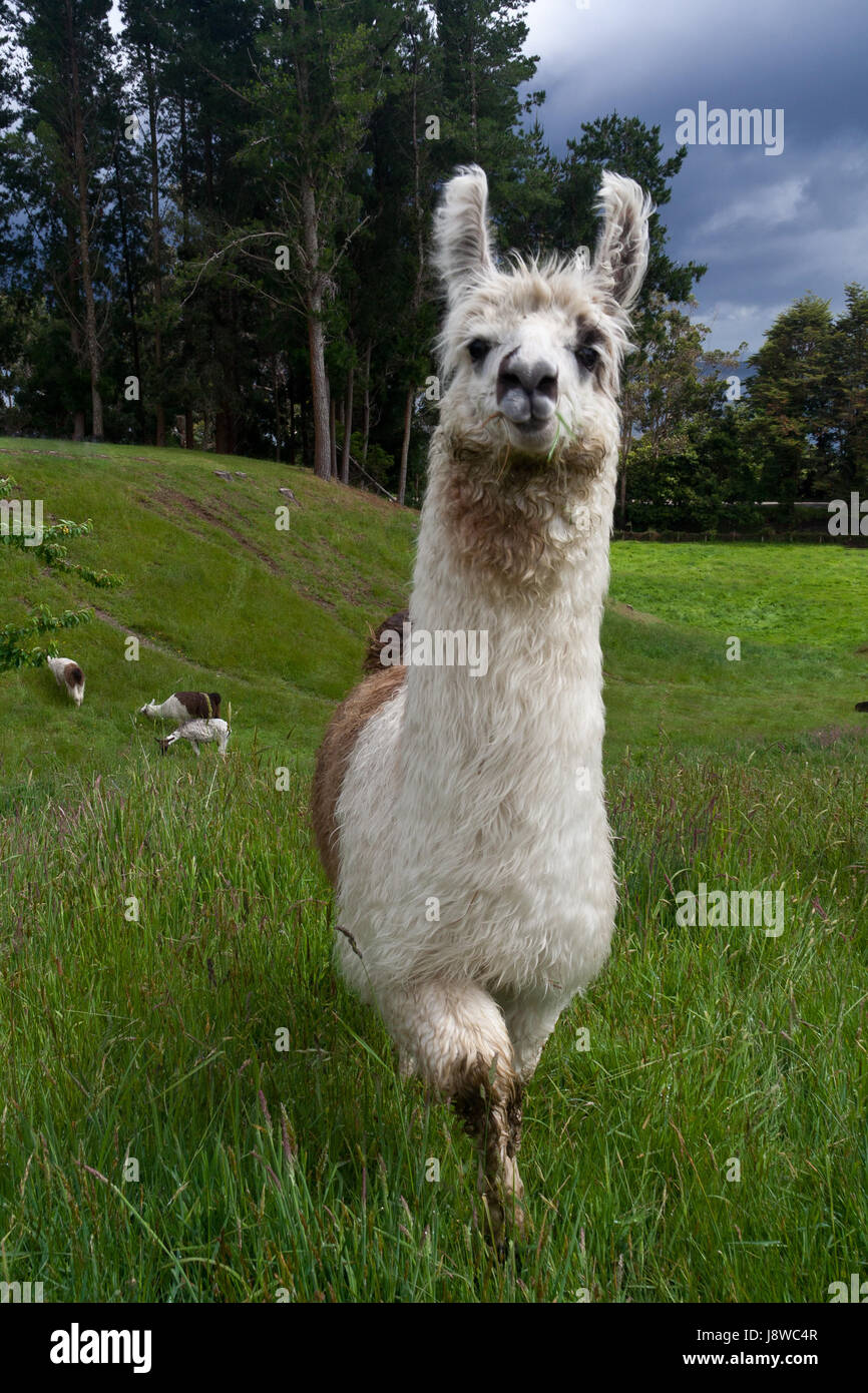 animal, field, skin, chile, alpaca, meadow, llama, animal, field, soft ...