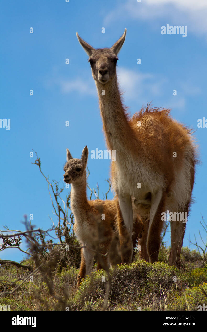 national park, llama, birth, childbirth, parturition, delivery ...