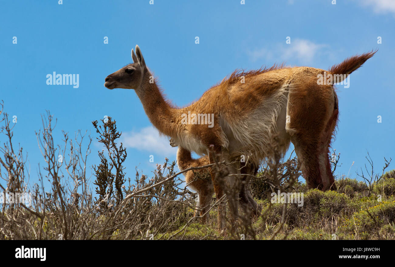 national park, llama, birth, childbirth, parturition, delivery ...
