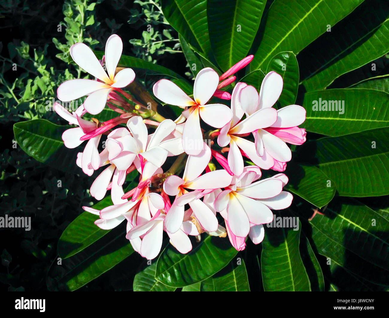 Plumeria tree hi-res stock photography and images - Alamy