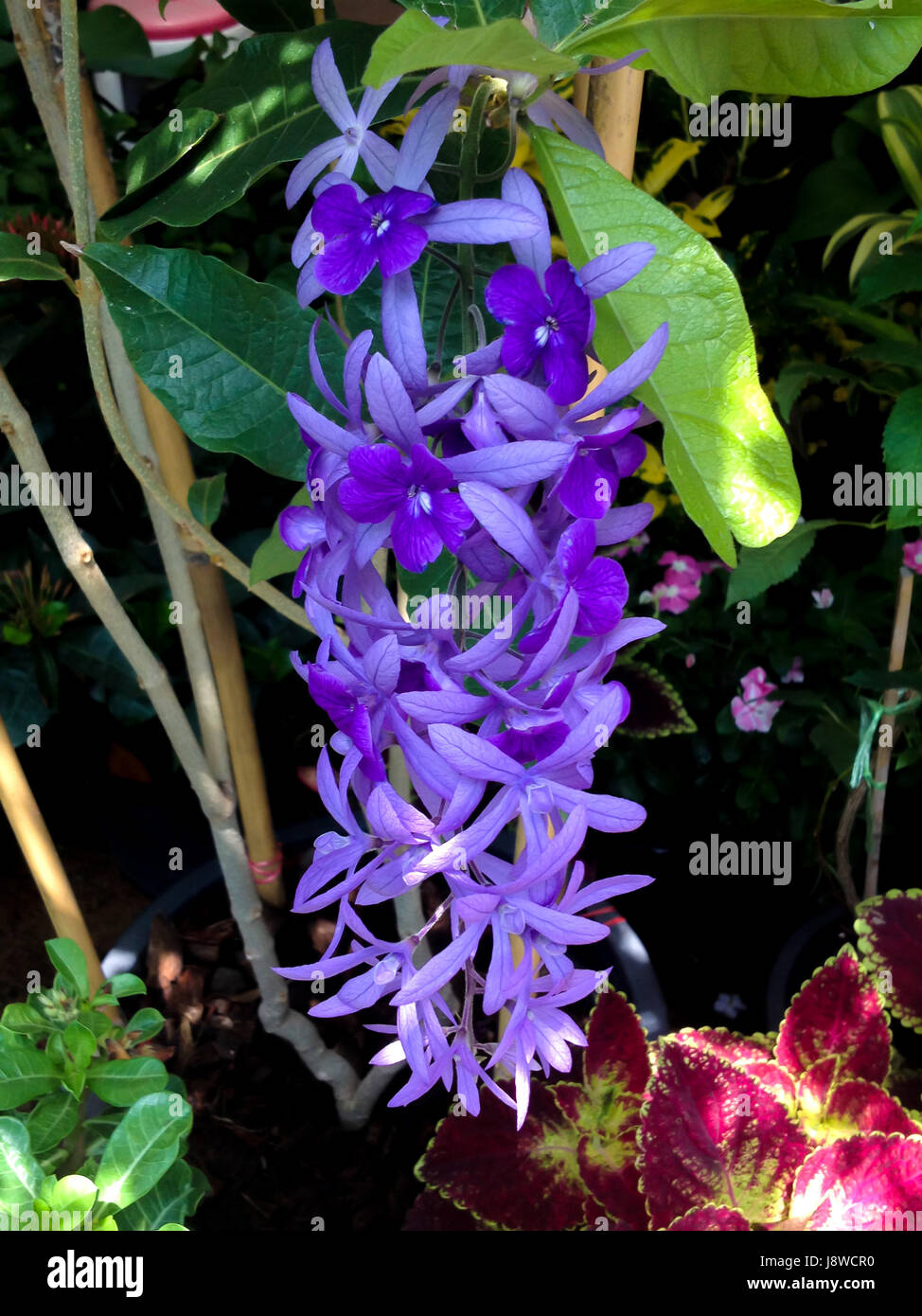 Beautiful tropical plant purple hi-res stock photography and images - Alamy