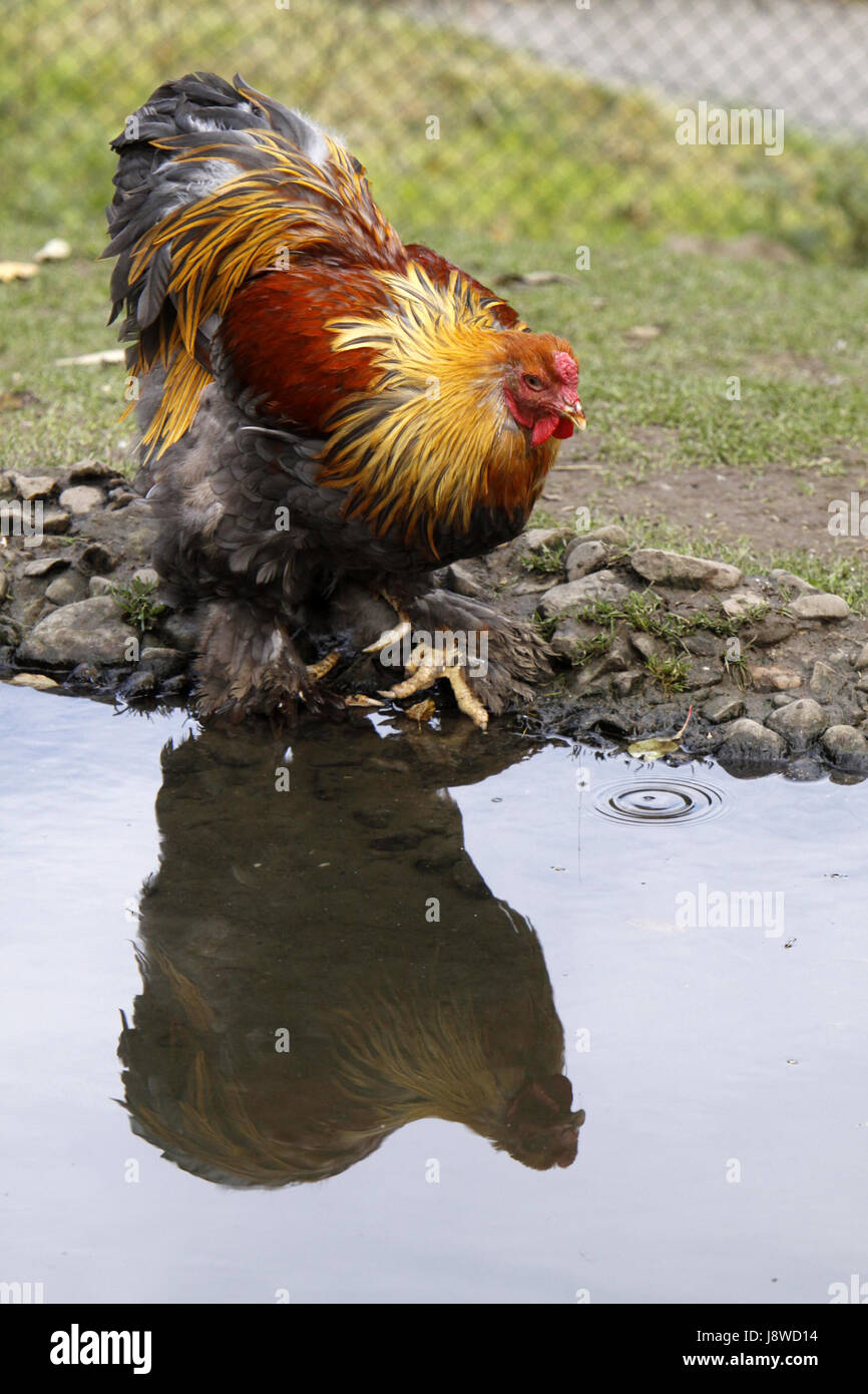 hahn at a pond Stock Photo - Alamy