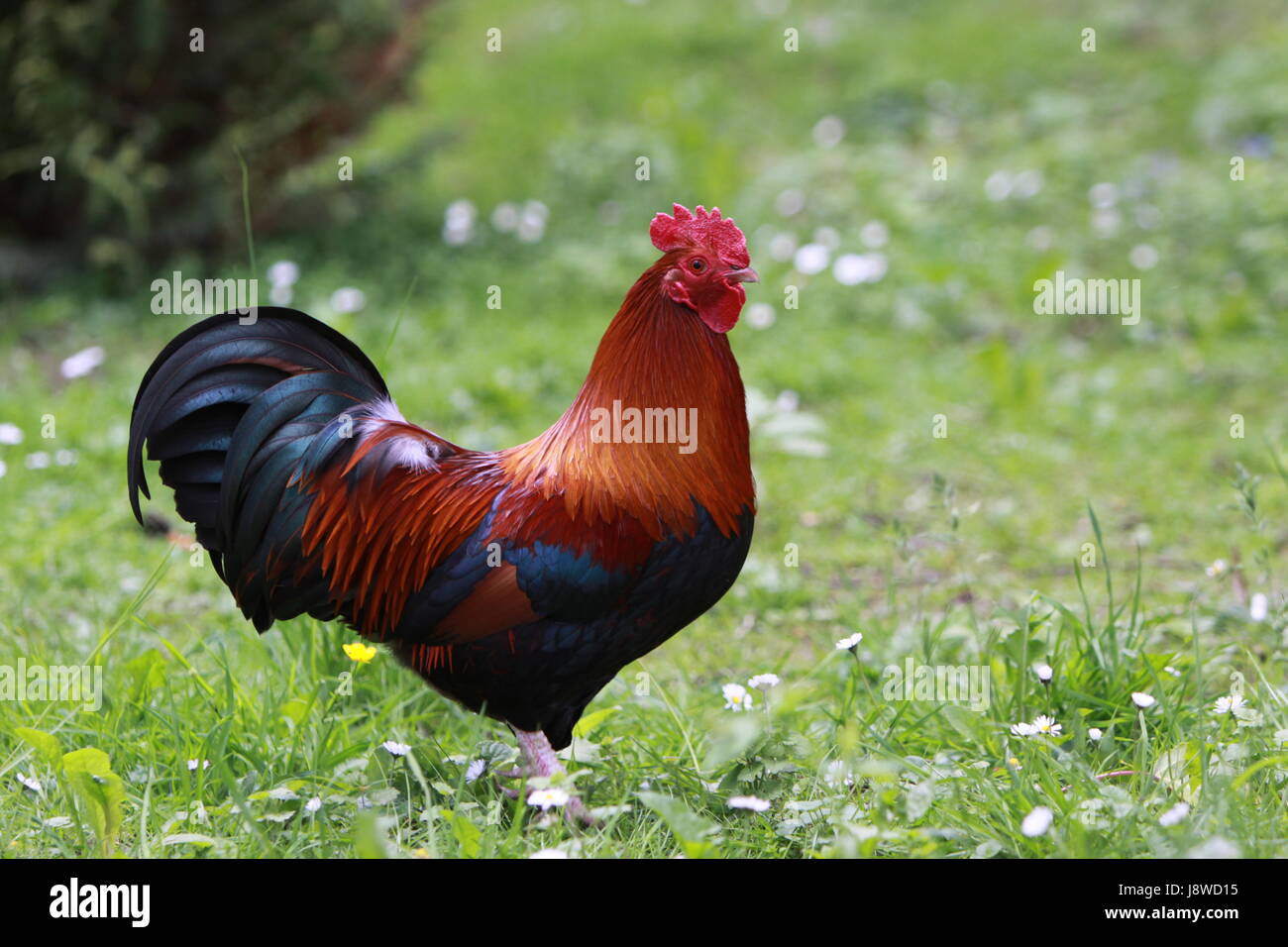 rust red rooster Stock Photo - Alamy