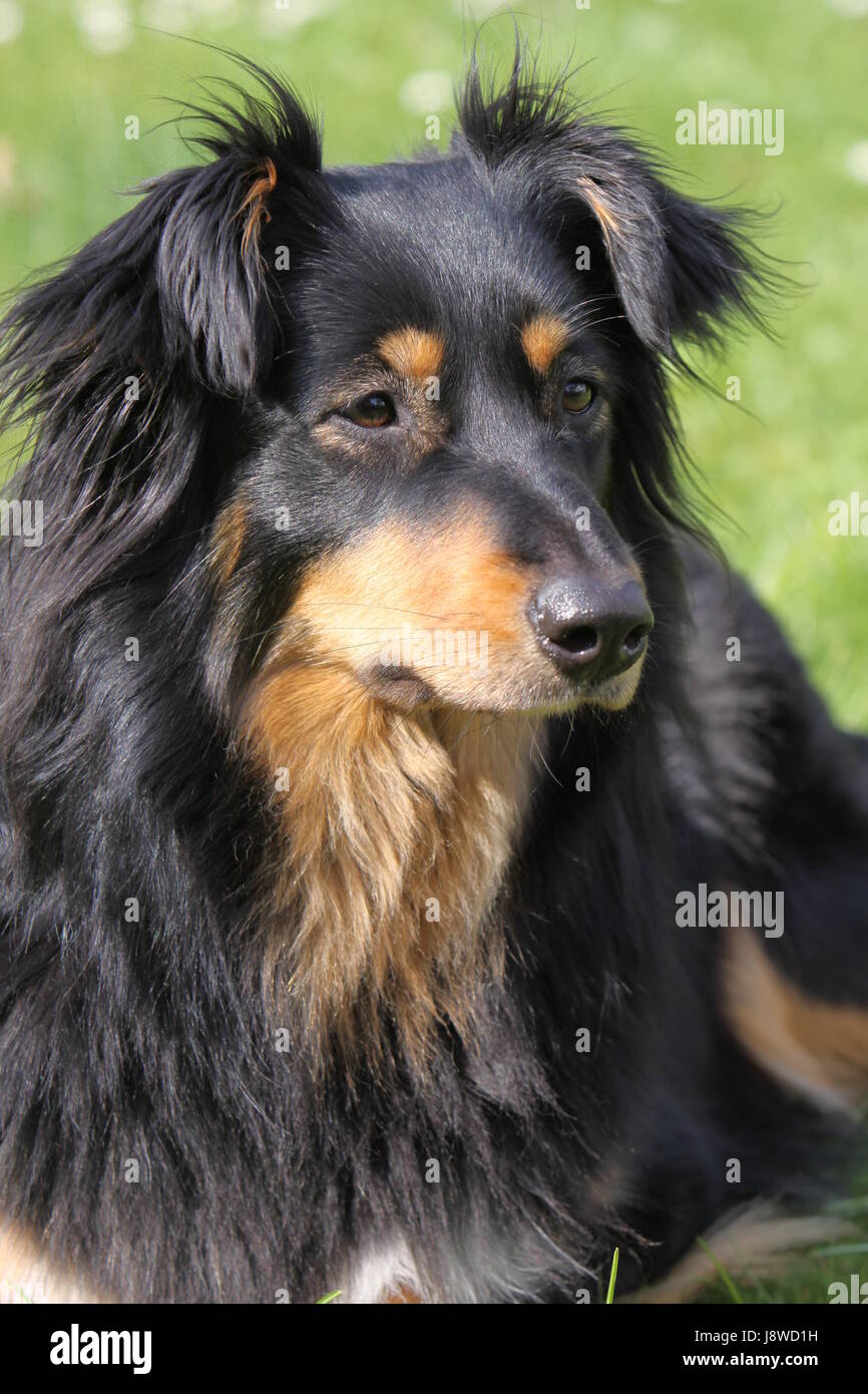 black-brown mongrel dog Stock Photo - Alamy