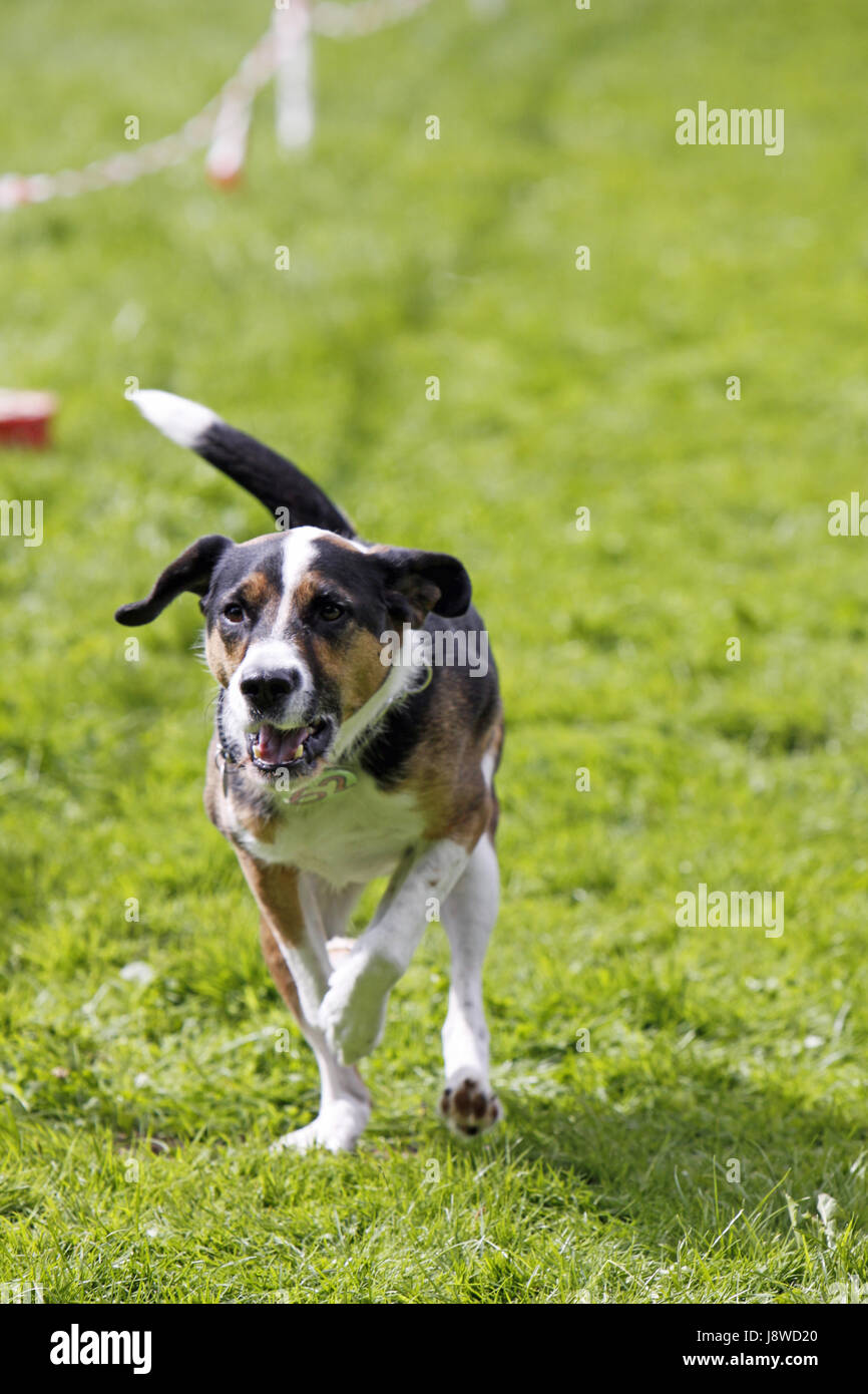 rennender dog at sport Stock Photo - Alamy