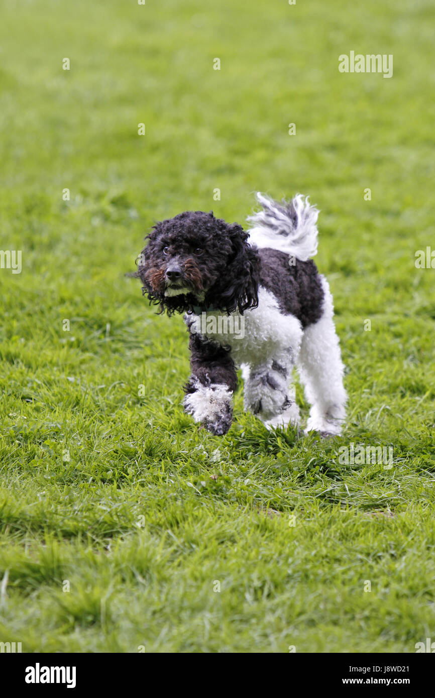 rennender dog at sport Stock Photo - Alamy