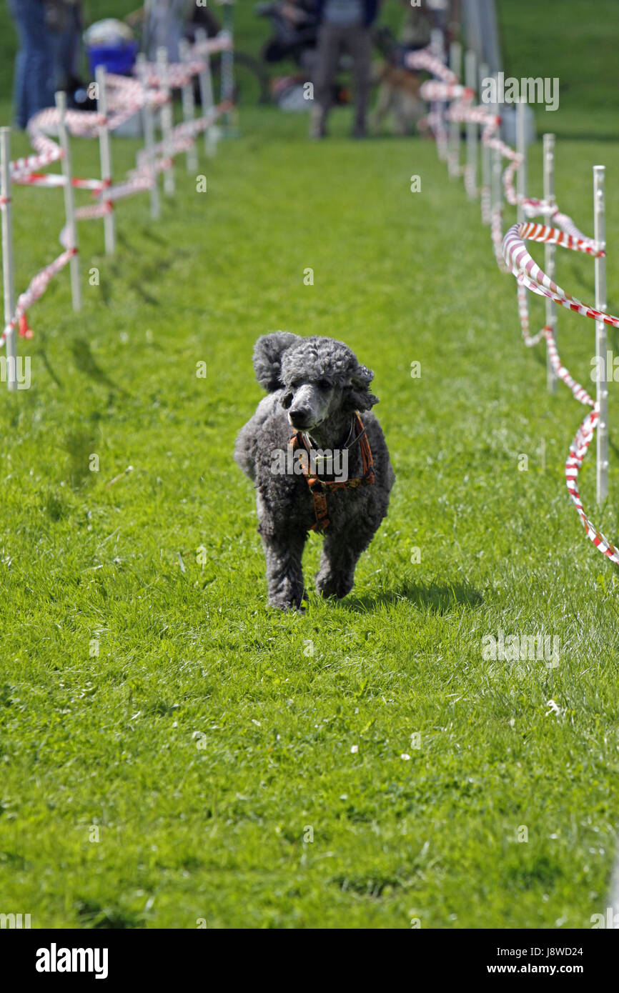 rennender dog at sport Stock Photo - Alamy