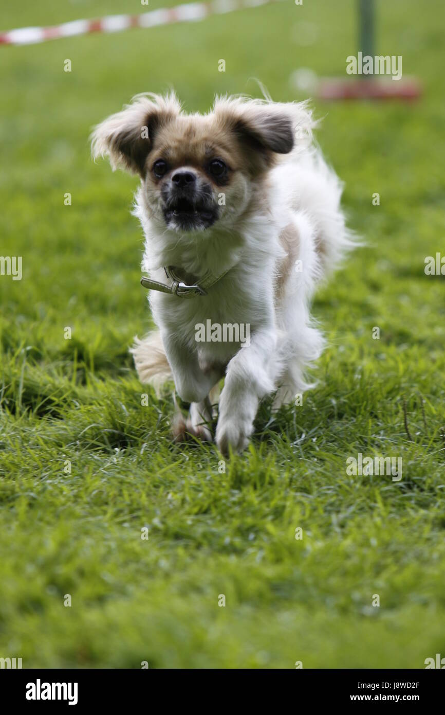 rennender dog at sport Stock Photo - Alamy
