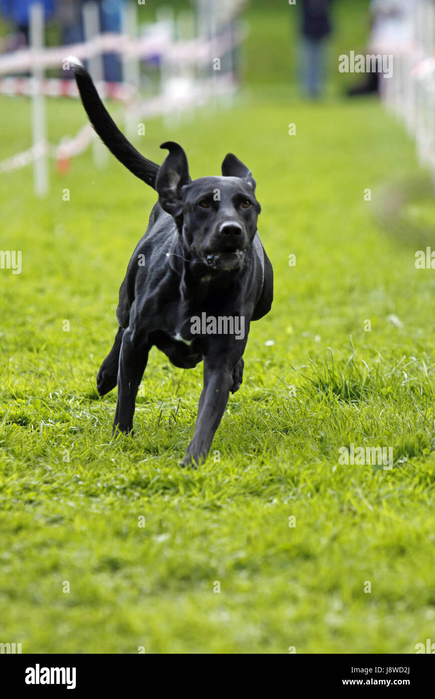 rennender dog at sport Stock Photo - Alamy