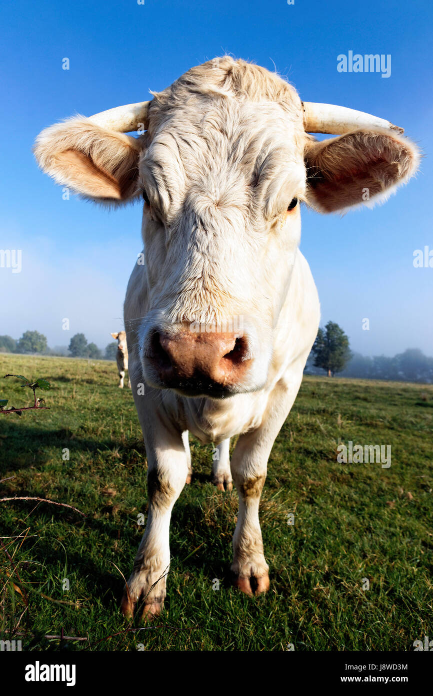 agriculture, farming, cow, calf, white, animal, field, cow, country ...