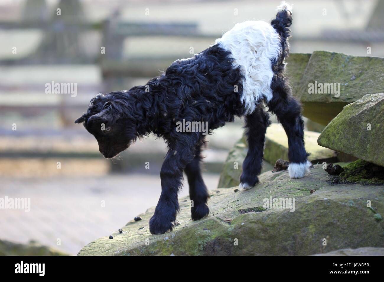 goat, buck, zoo, kid, neotragini, cute, walliser schwarzhalsziege ...