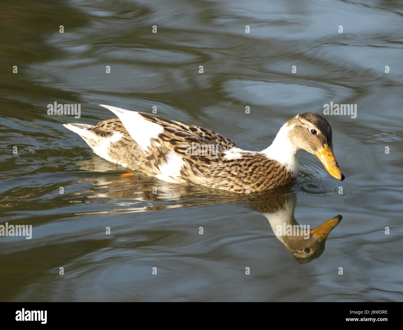 bird, birds, ducks, vertebrates, bird, birds, ducks, duck, vertebrates ...