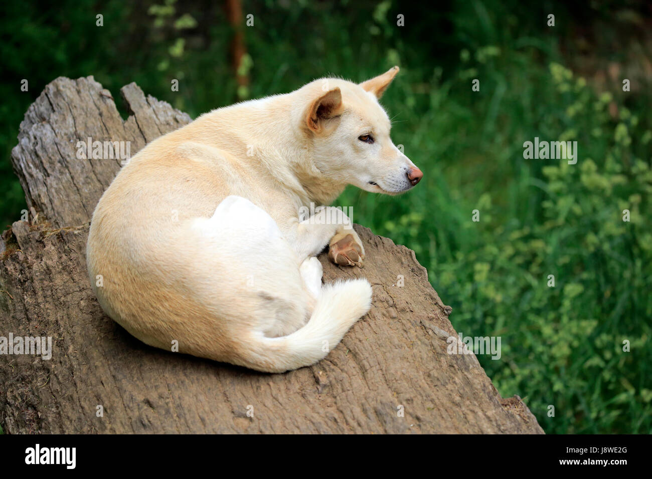 Dingo (Canis familiaris dingo), adult resting on tree trunk, captive ...