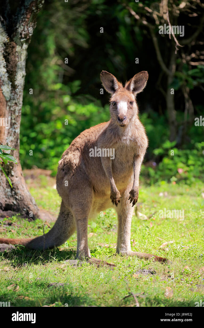 Eastern Gray Kangaroo (Macropus giganteus), adult male, Merry Beach ...