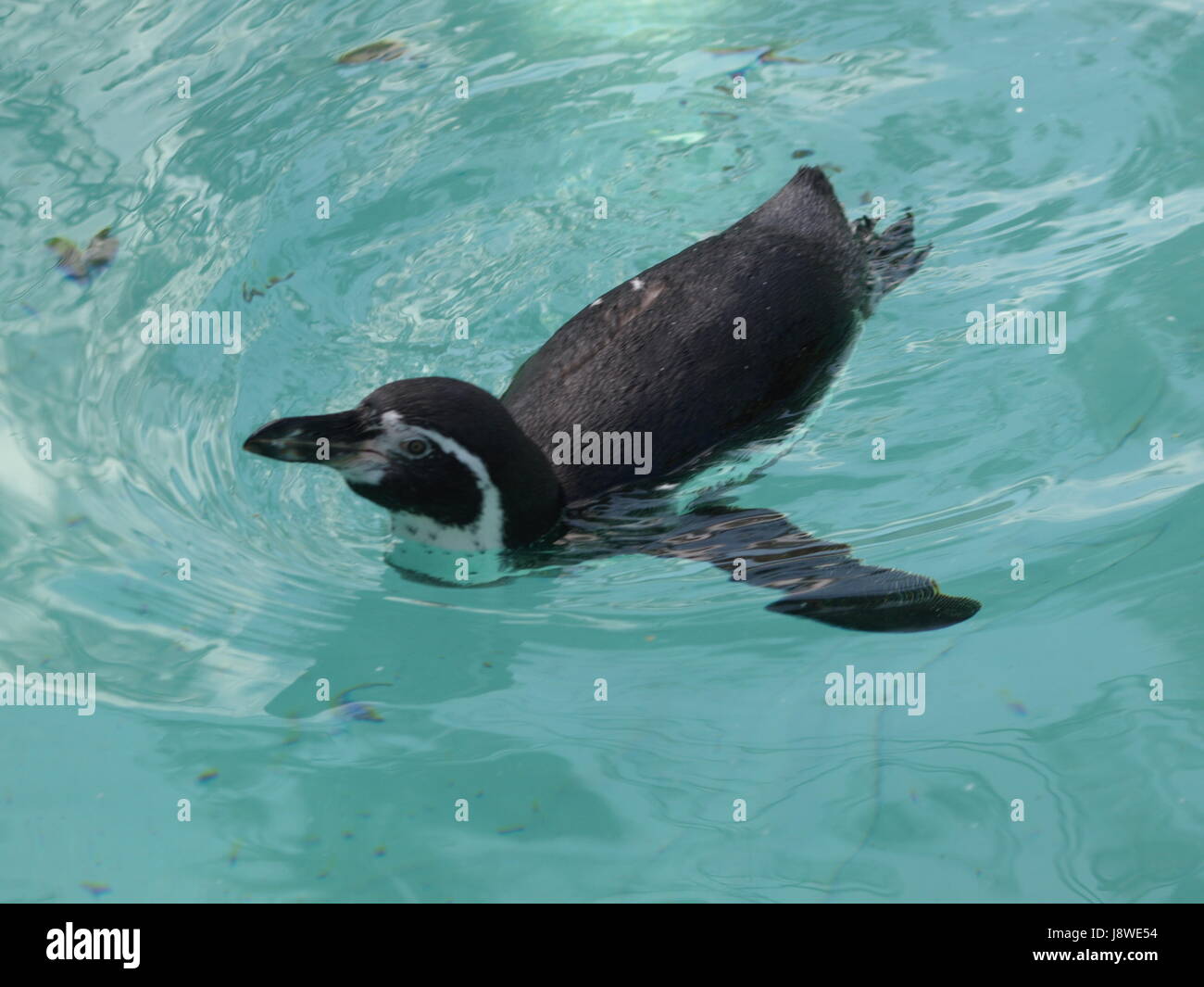 bird, penguins, birds, flightless, bird, penguins, birds, penguin ...