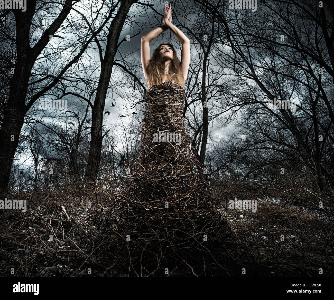 Human evolution tree hi-res stock photography and images - Alamy