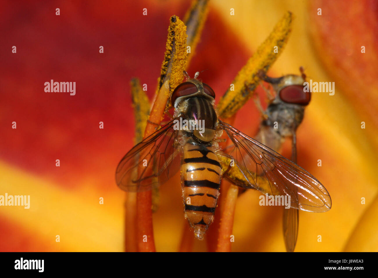 legs, macro, close-up, macro admission, close up view, insect, flower ...