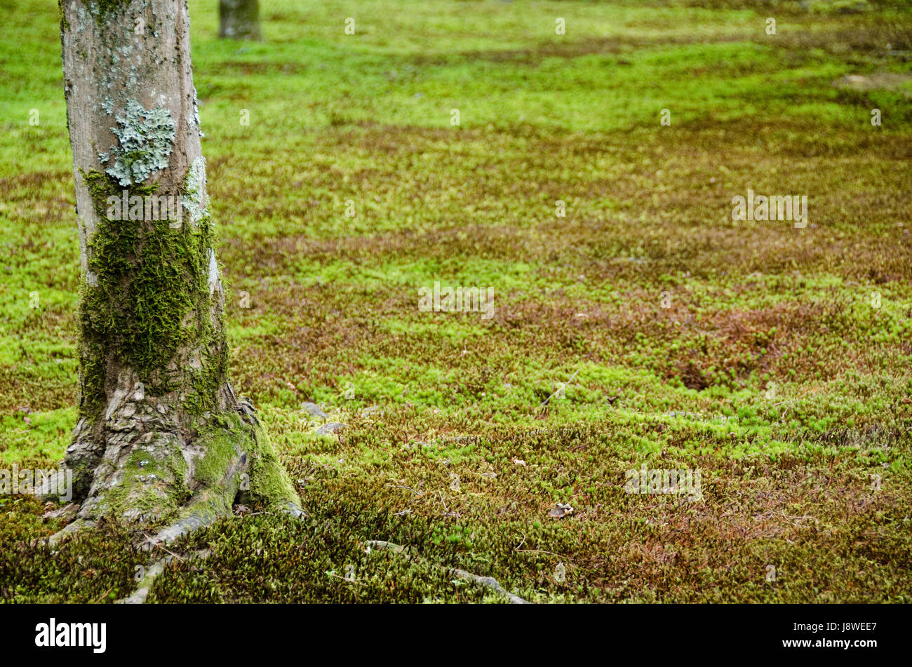 tree, garden, japan, simple, lawn, green, backdrop, background, natural ...