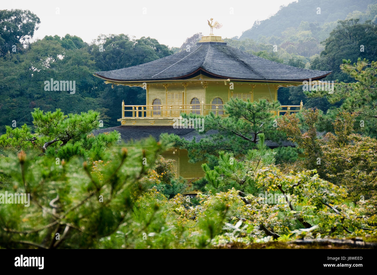 beautiful, beauteously, nice, temple, tree, trees, asia, golden, japan ...