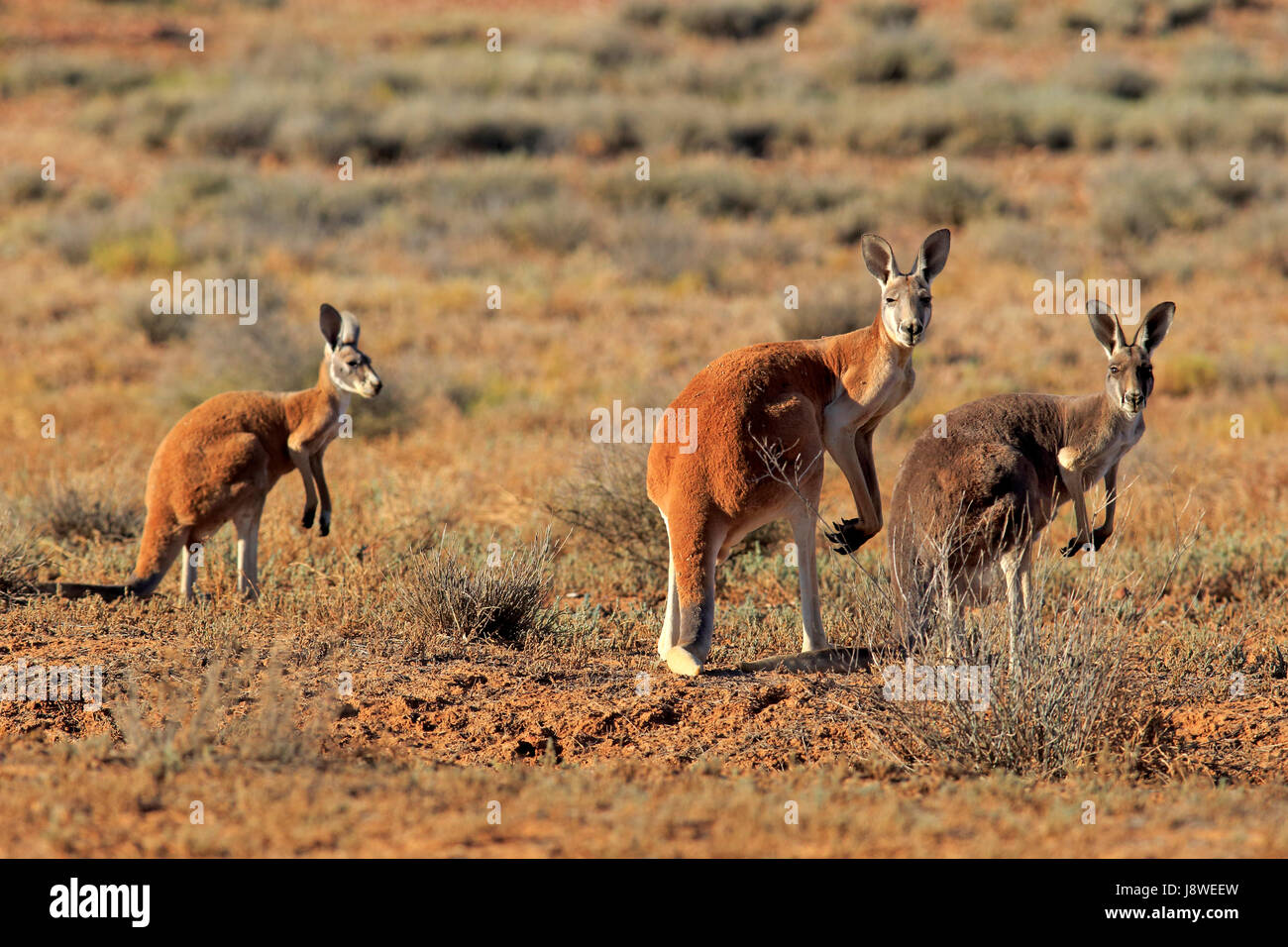 Red kangaroos (Macropus rufus), group watchful, Sturt National Park ...