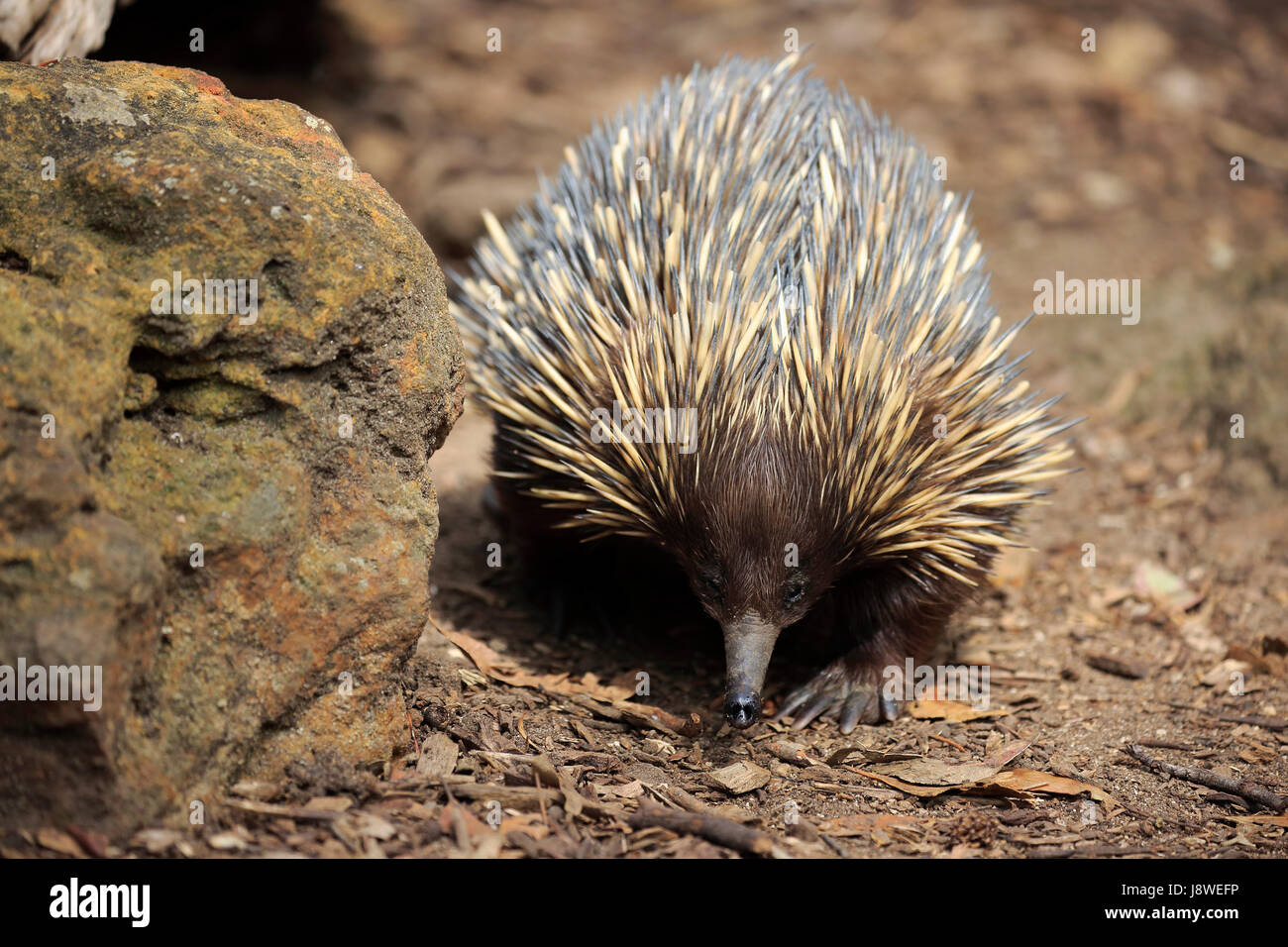 Short-beaked echidna (Tachyglossus aculeatus), adult foraging, Mount ...
