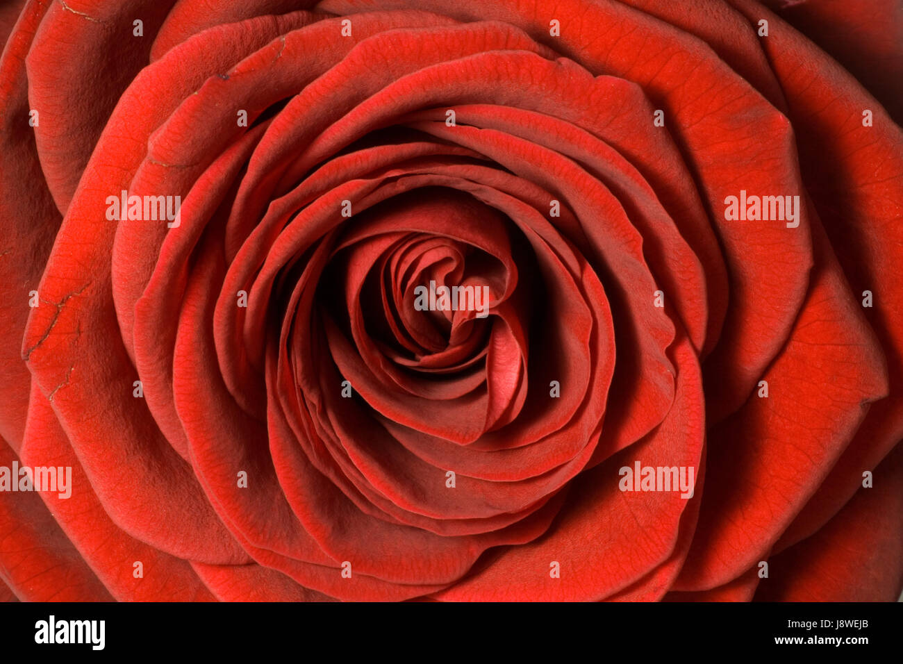 close up of the center of one deep red rose flower with shallow depth ...