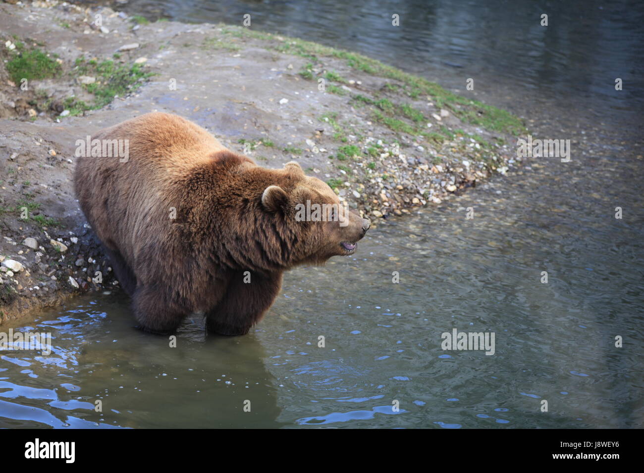 bear, brown, brownish, brunette, skin, bears, macro, close-up, macro ...