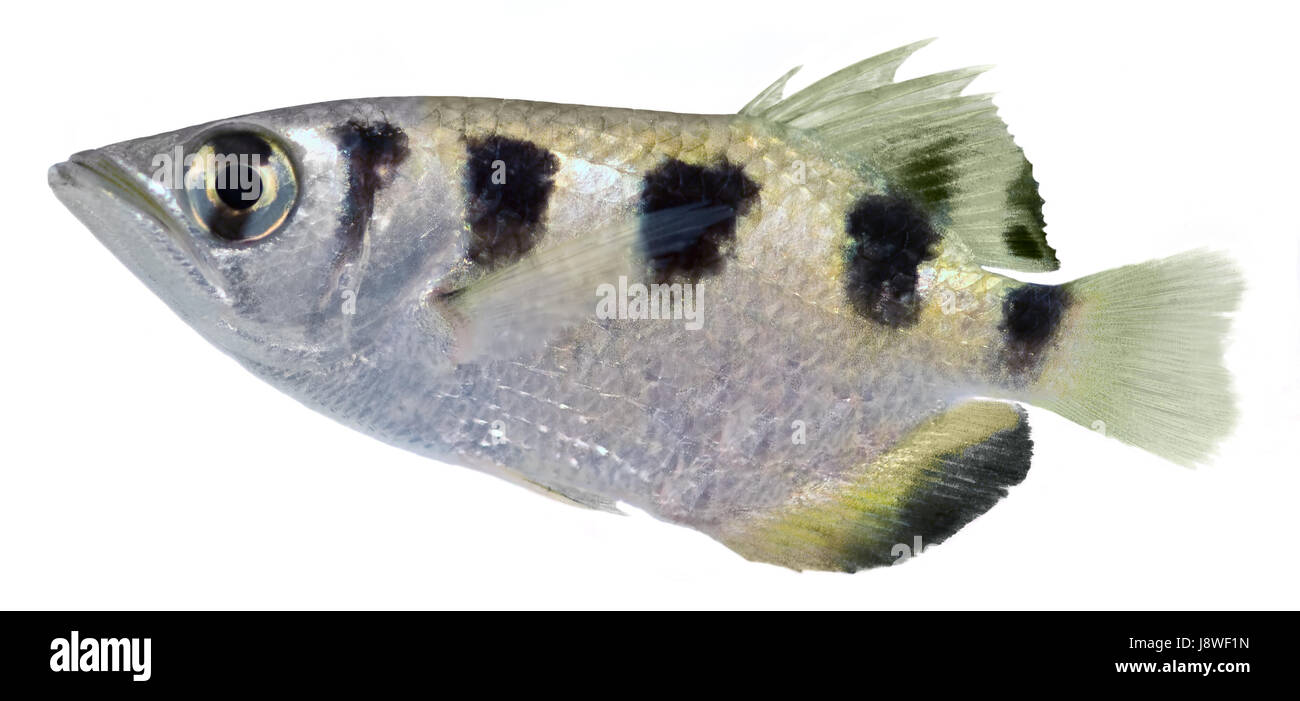 pet, aquarium, fish, silver, fresh water, water, pet, aquarium, black ...
