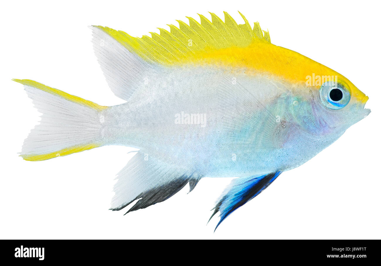 fish, salt water, water, navy, marine, sea, ocean, blue, pet, aquarium ...