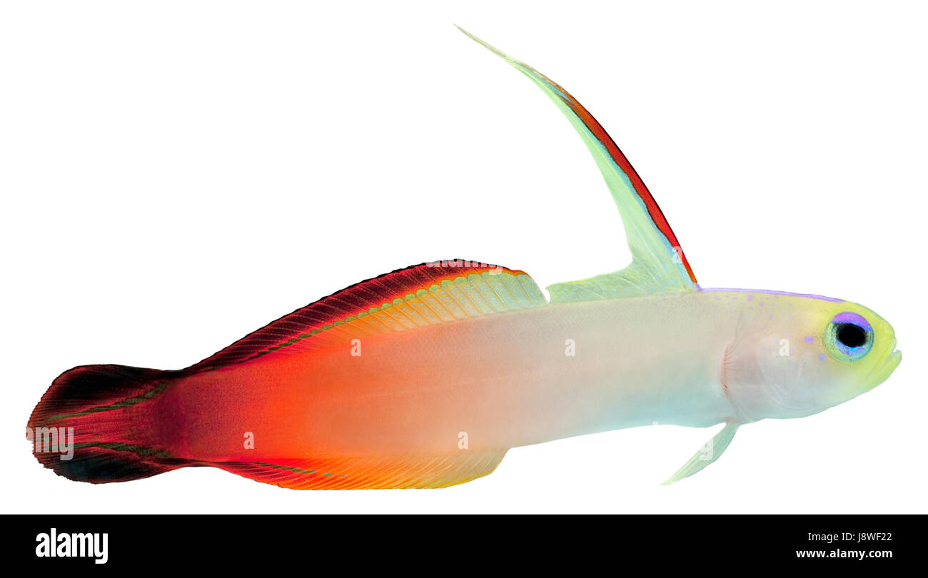 fish, navy, marine, salt water, sea, ocean, water, fire, aquarium, fish ...