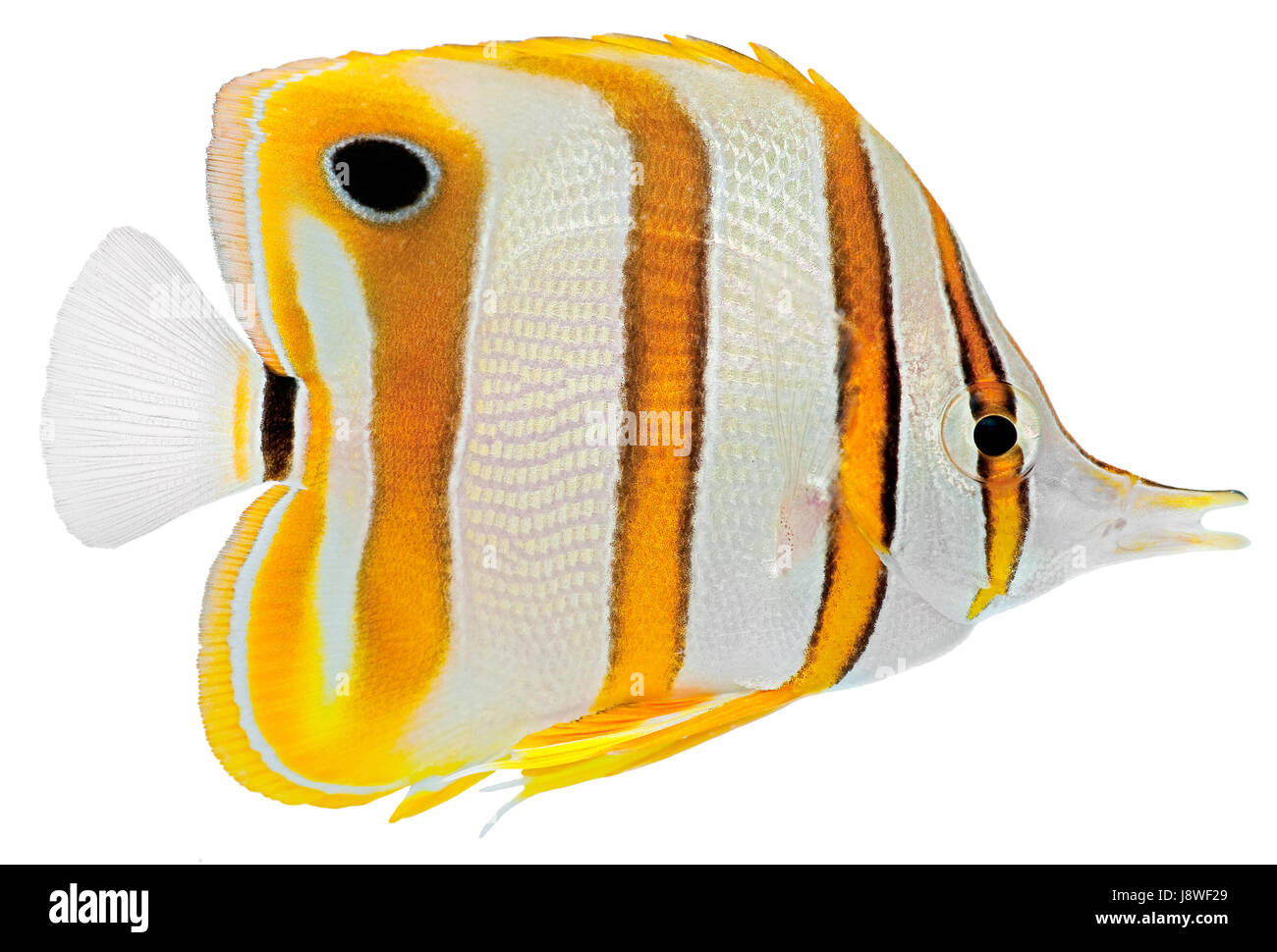Aquarium fish silver white hi-res stock photography and images - Alamy
