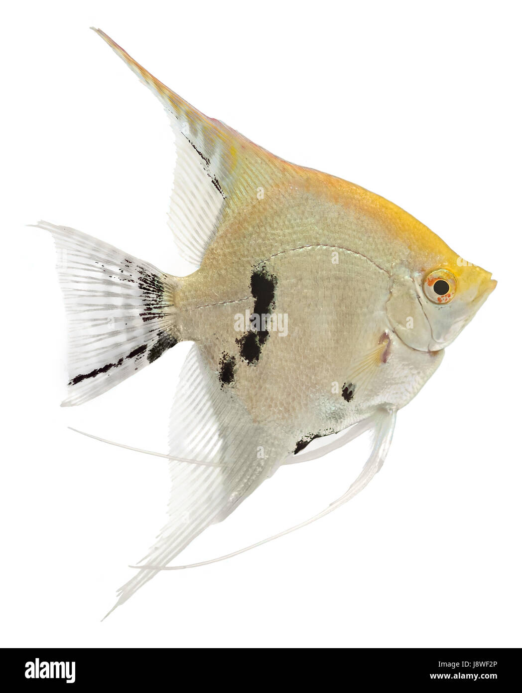 animal, fish, silver, fresh water, water, white, yellow, isolated ...