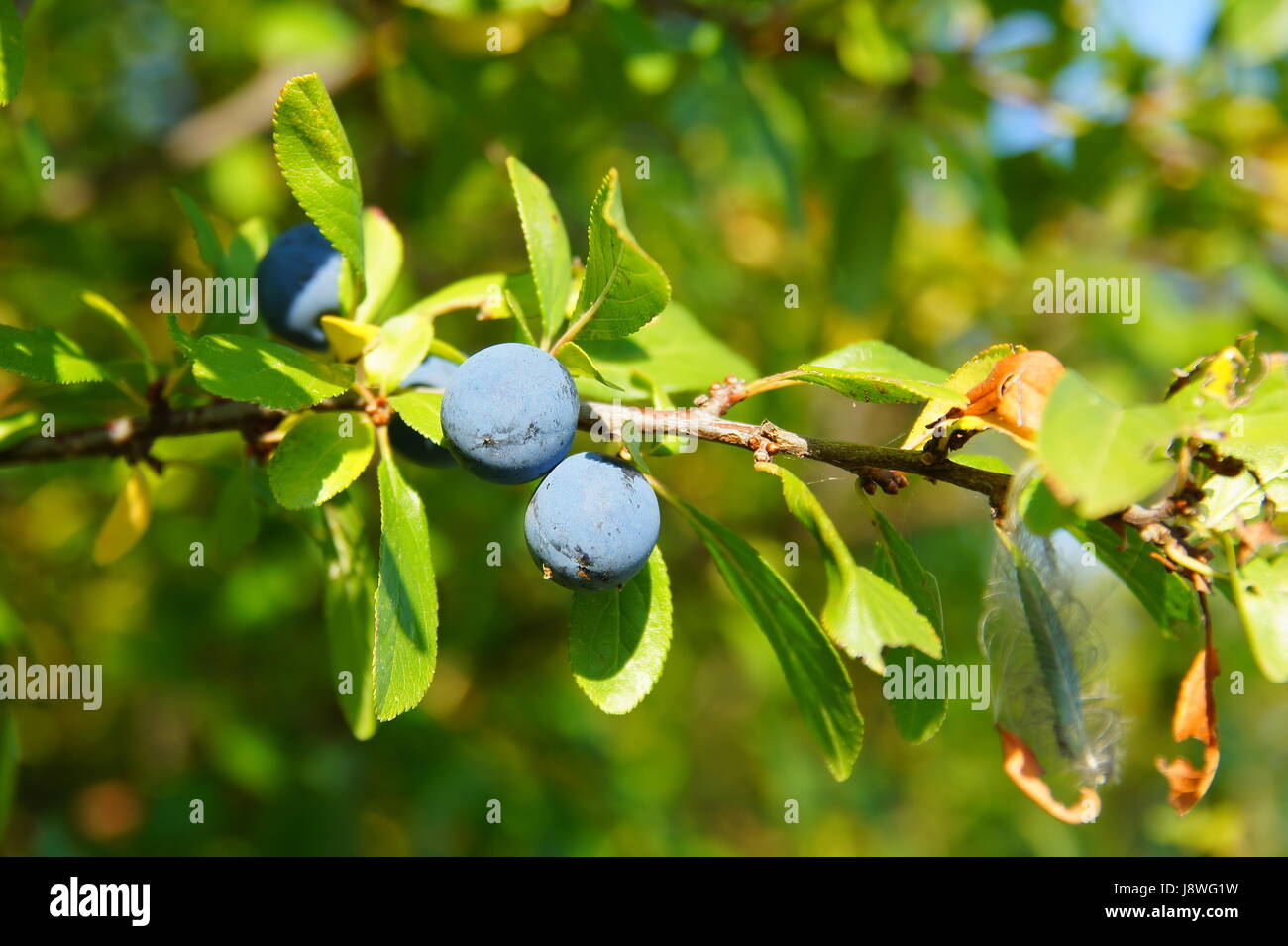 Schlehenbsche hi-res stock photography and images - Alamy