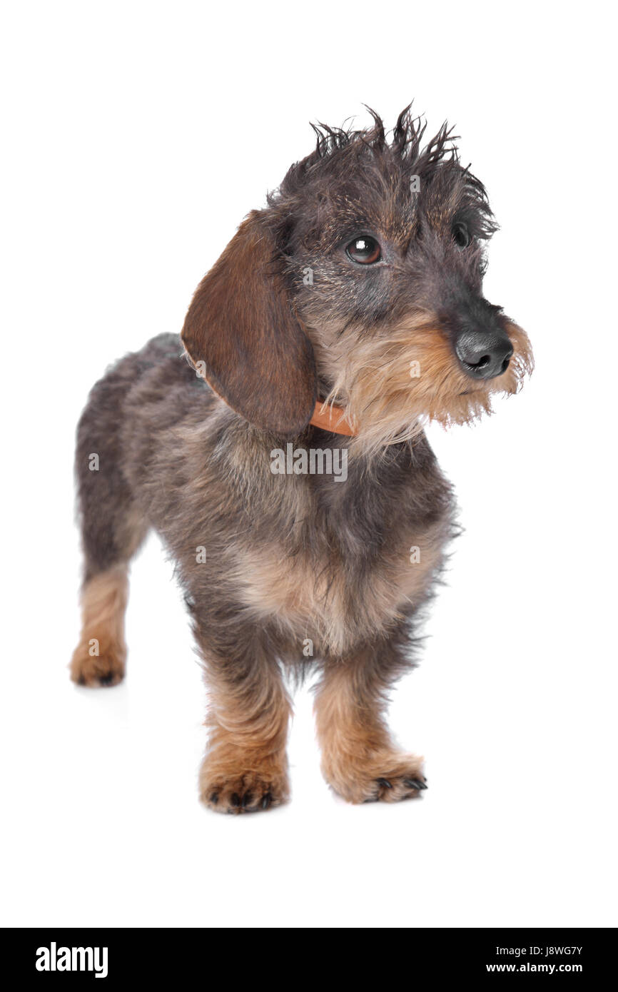 pet, animal, pet, mammal, dog, studio, standing, dachshund, miniature ...