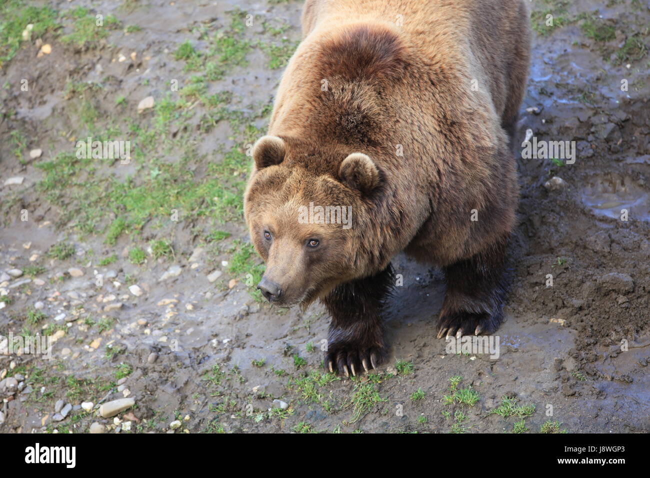kodiak in closeup Stock Photo - Alamy