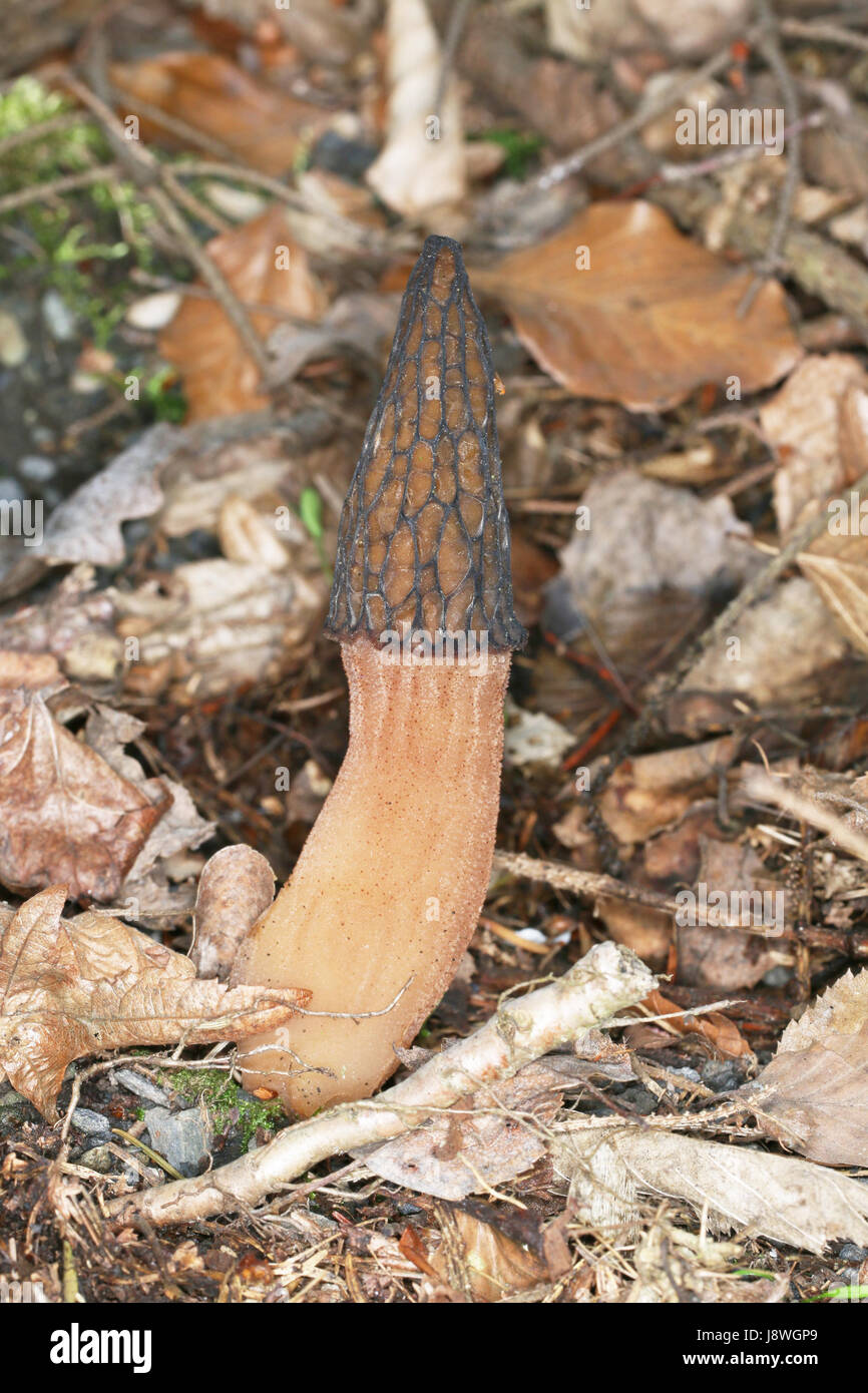 Delicious edible mushroom morel (Morchella) in nature Stock Photo - Alamy