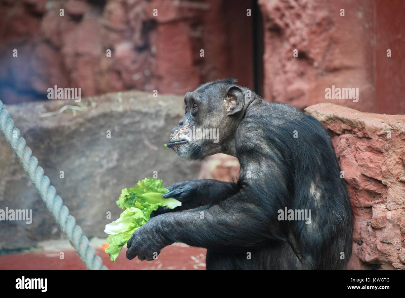 animal, teeth, bit, monkey, skin, tooth, chimpanzee, anthropoid, macro ...