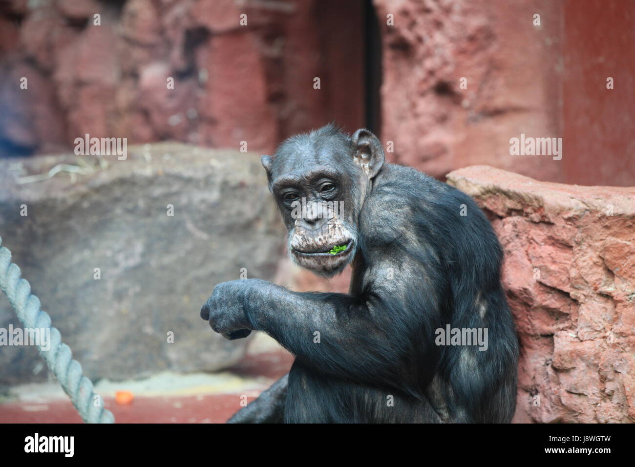 Chimpanzee nose hi-res stock photography and images - Alamy