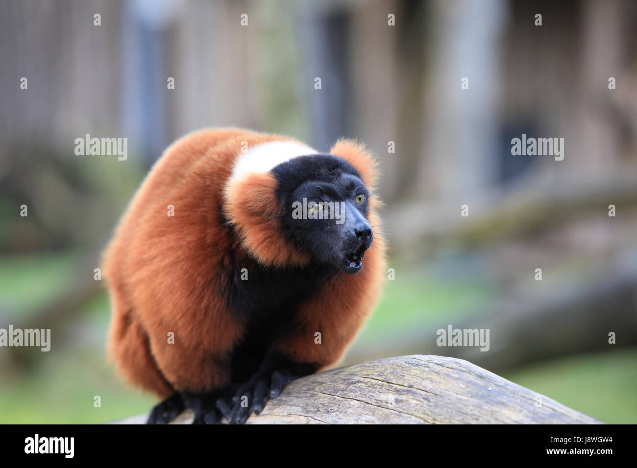 monkey, madagascar, red, macro, close-up, macro admission, close up ...