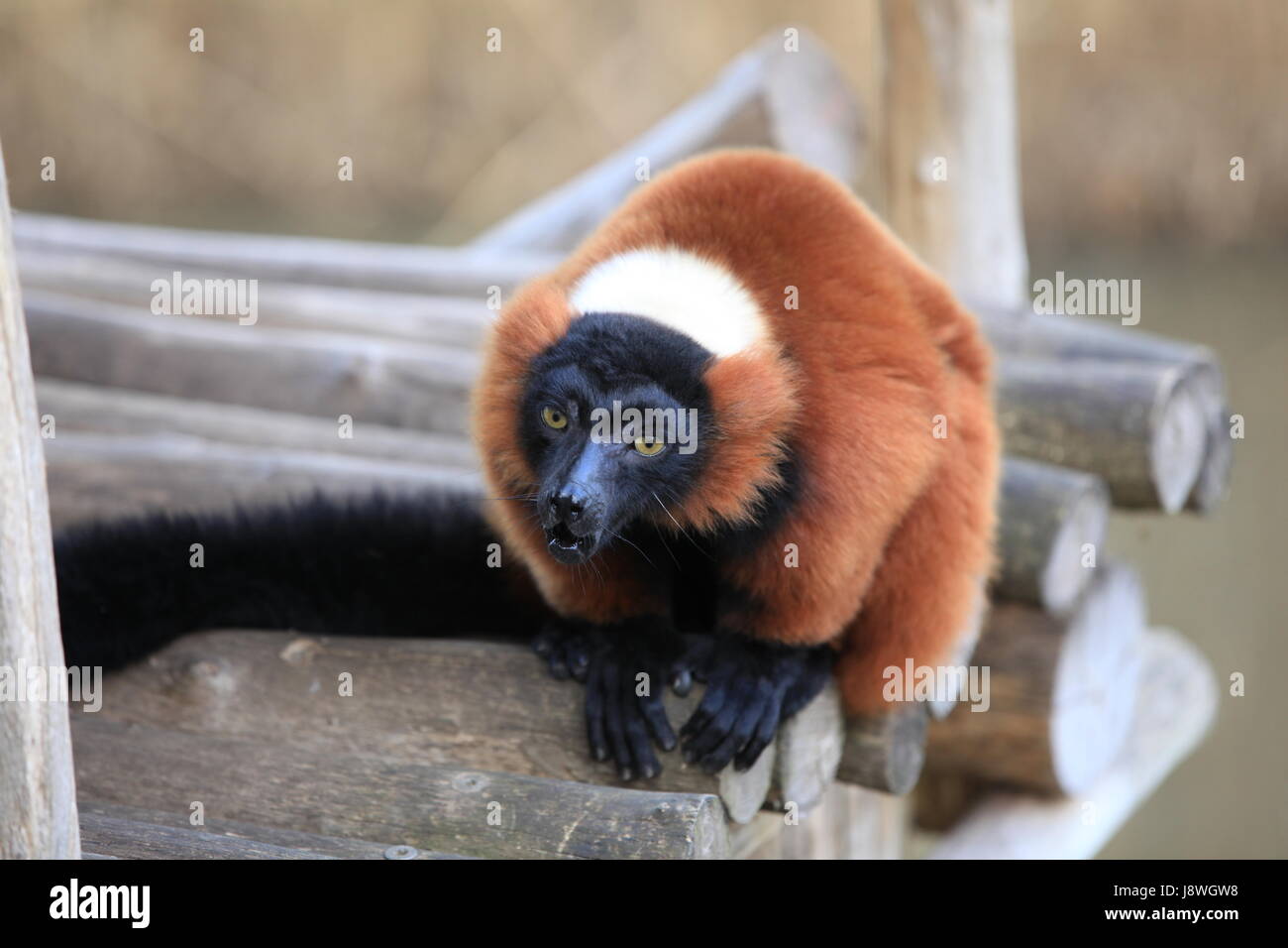 monkey, madagascar, red, macro, close-up, macro admission, close up ...
