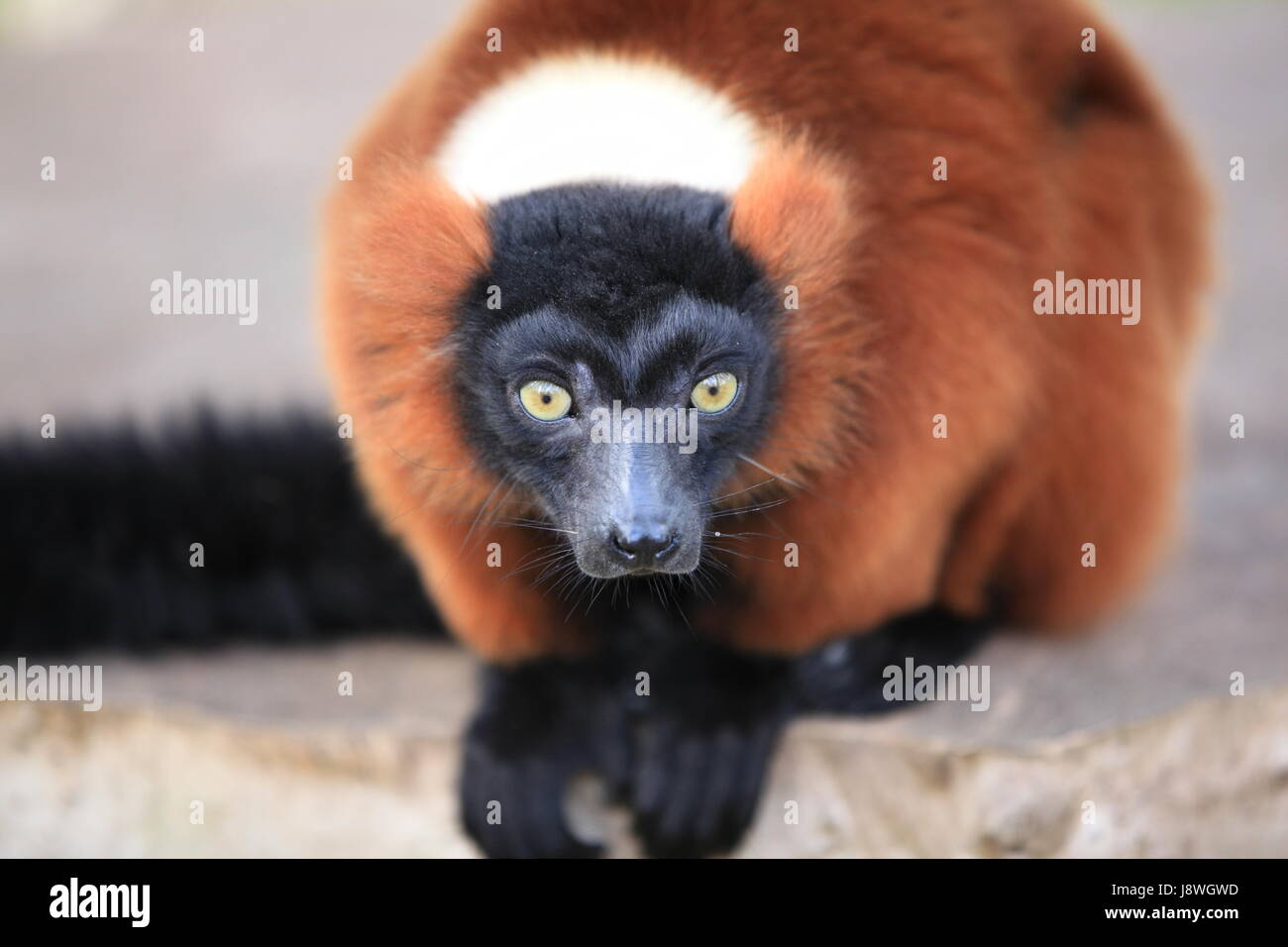 red ruffed lemur in close Stock Photo - Alamy