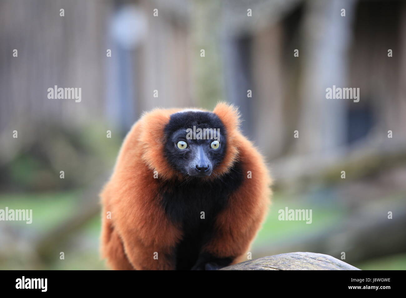 red ruffed lemur in closeup Stock Photo - Alamy