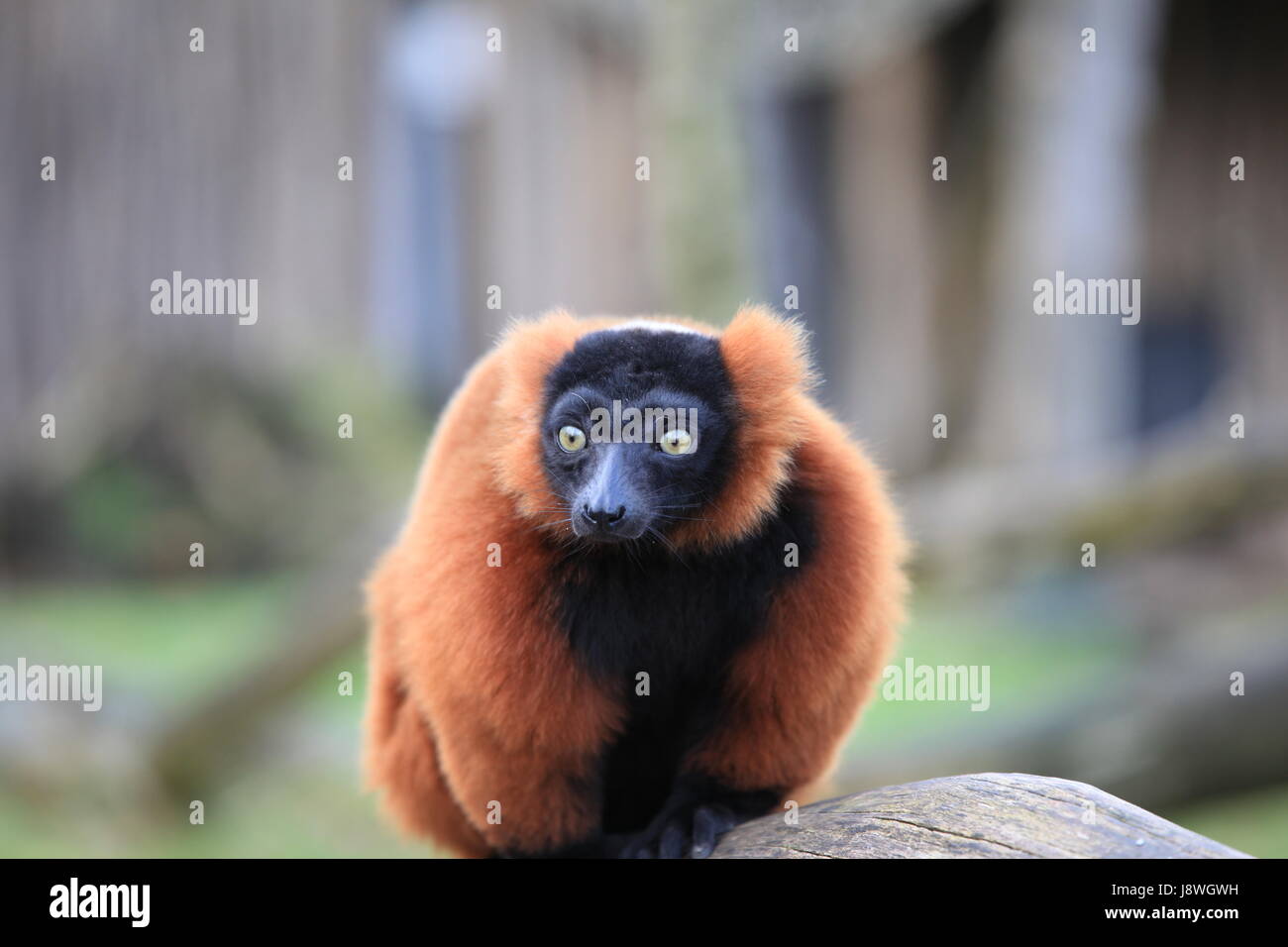 monkey, madagascar, red, macro, close-up, macro admission, close up ...