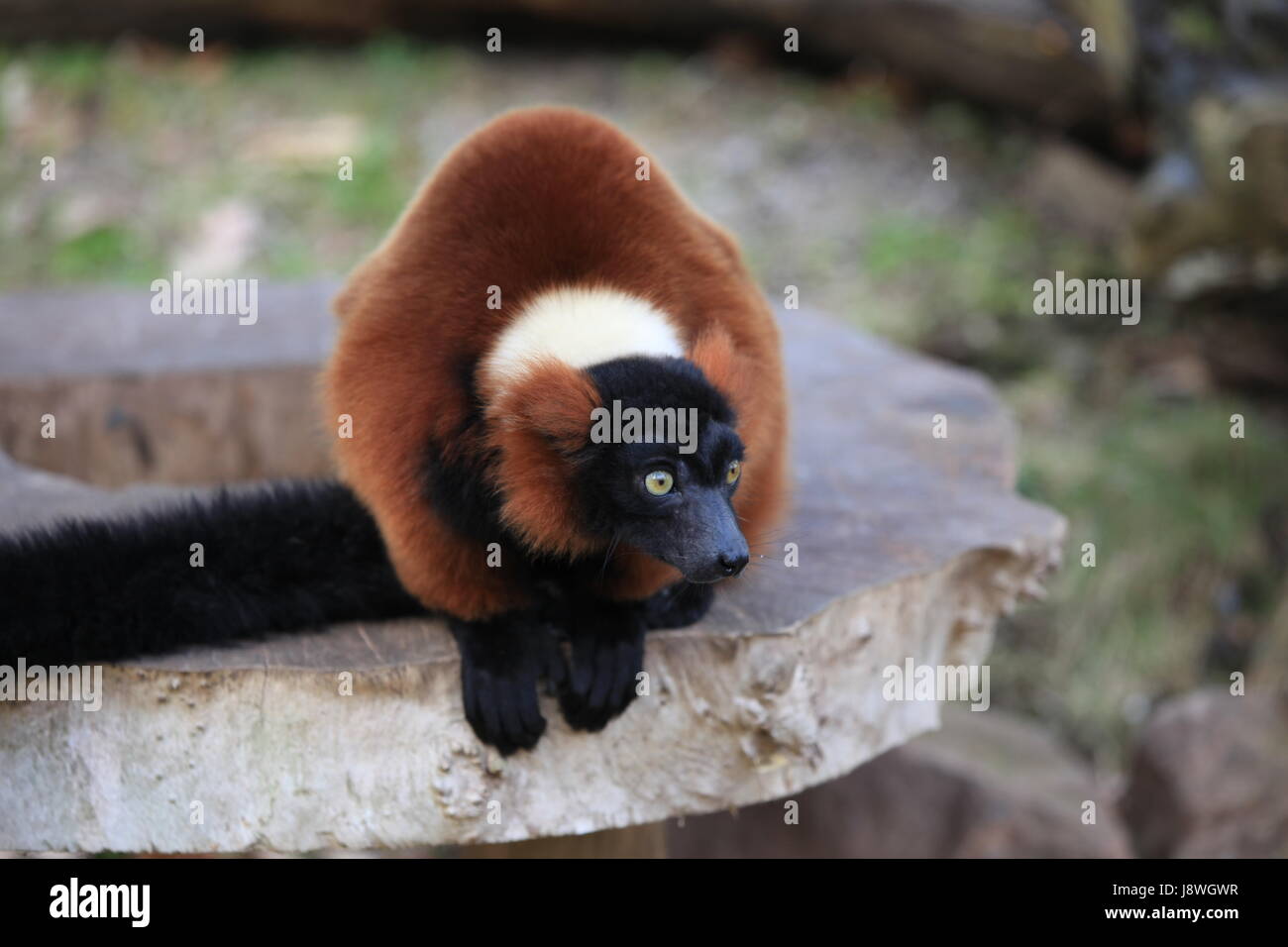red ruffed lemur in closeup Stock Photo - Alamy