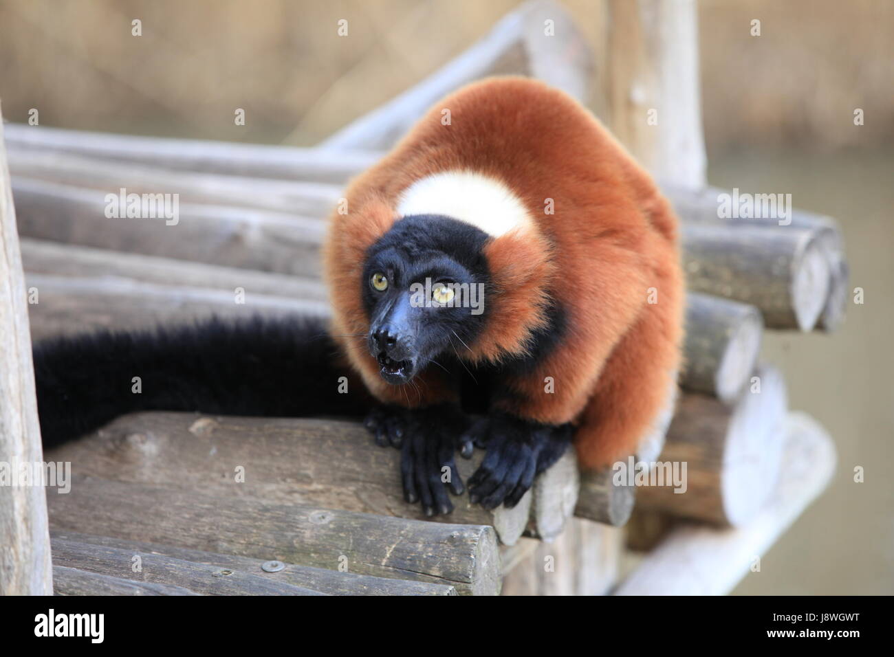 Madagascar lemur masoala peninsula hi-res stock photography and images ...