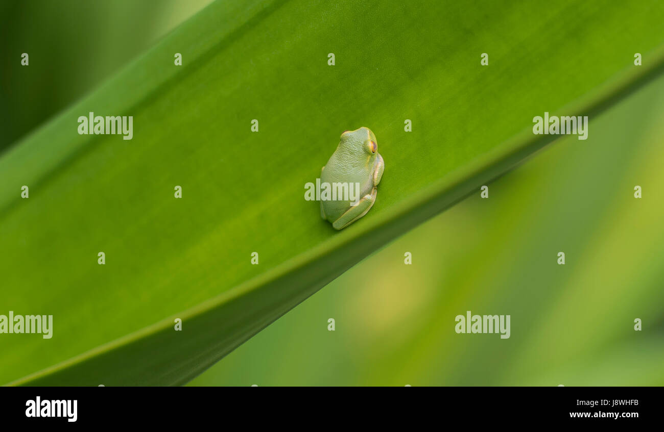 Green tree frog hi-res stock photography and images - Alamy