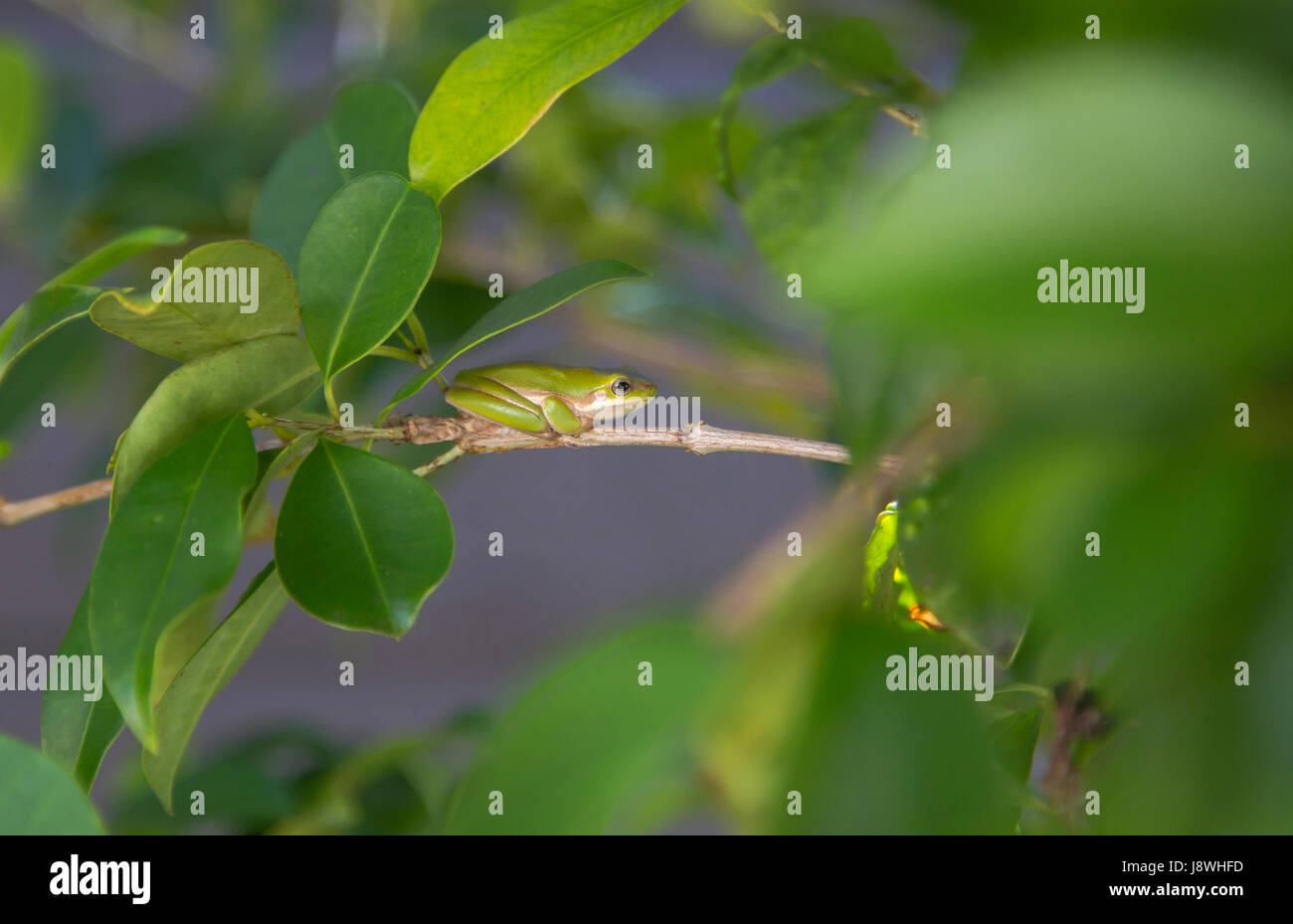 A Green Tree Frog sitting motionlessly on a branch in the shade Stock ...