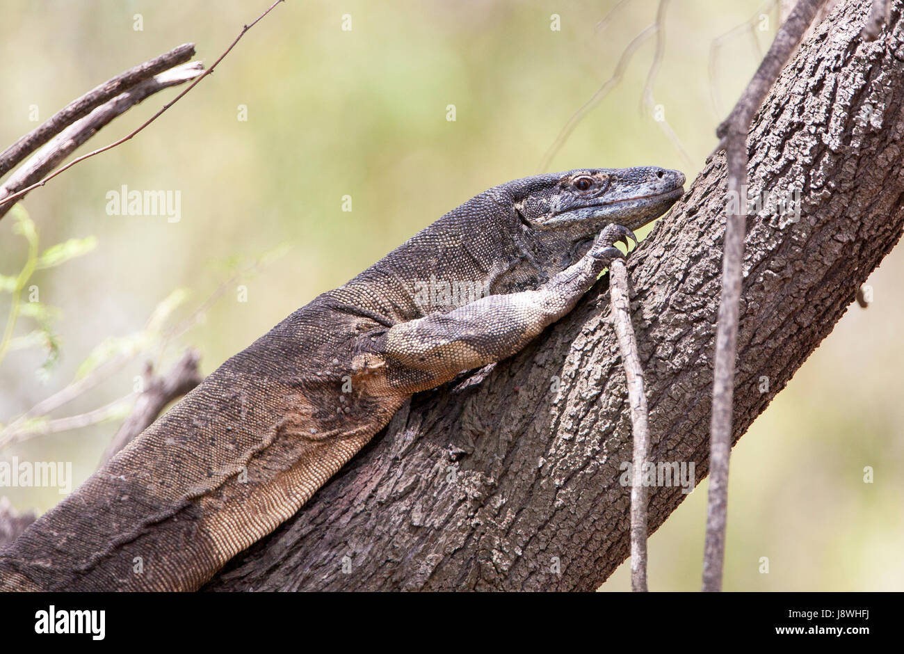 A huge Lace Monitor climbing up a tree Stock Photo - Alamy