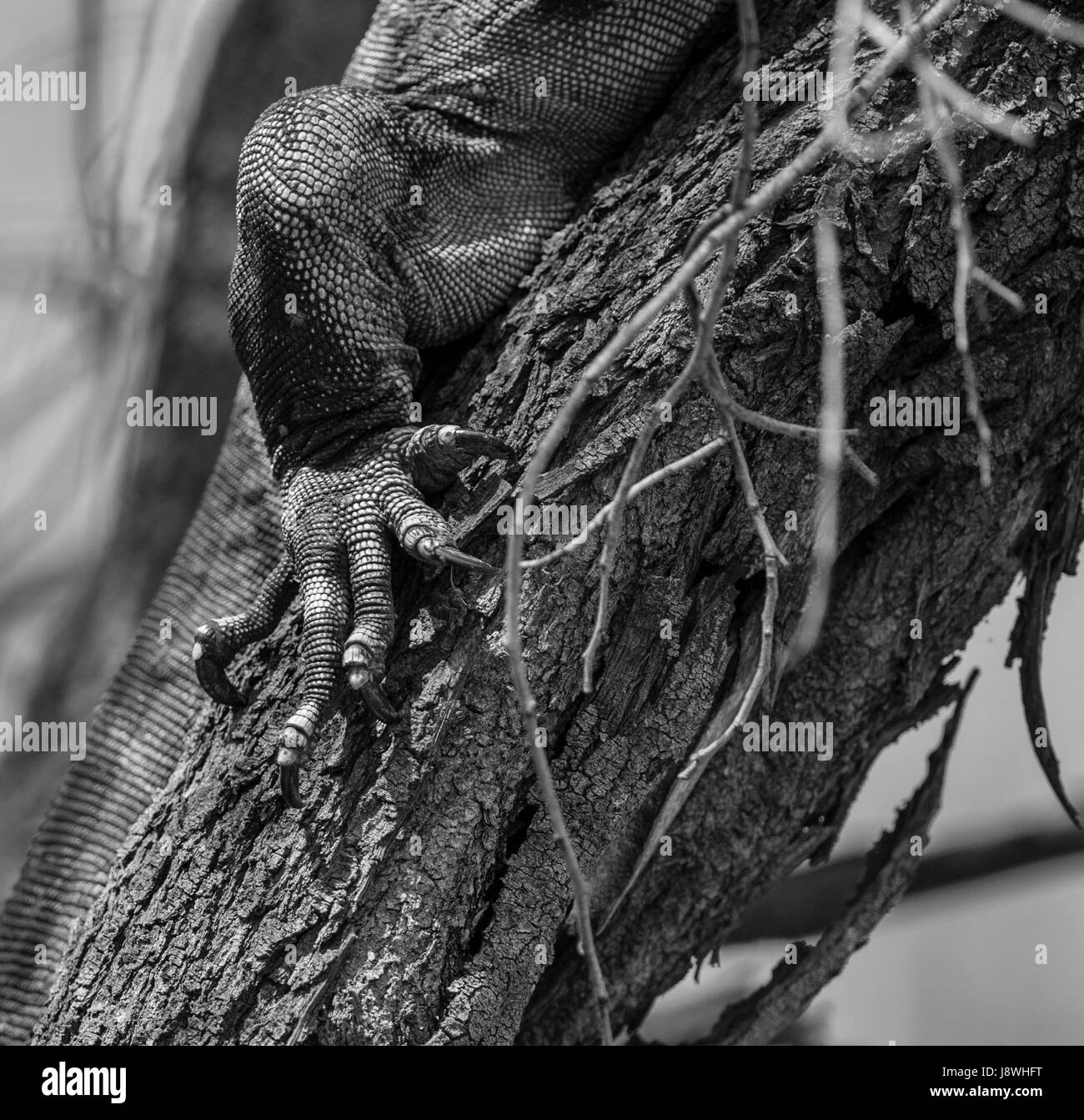 A close-up shot of the claws of a Lace Monitor Stock Photo - Alamy
