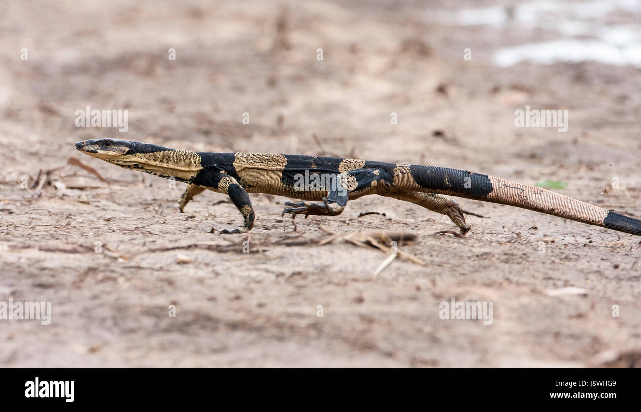 Lizards monitor lizards hi-res stock photography and images - Alamy